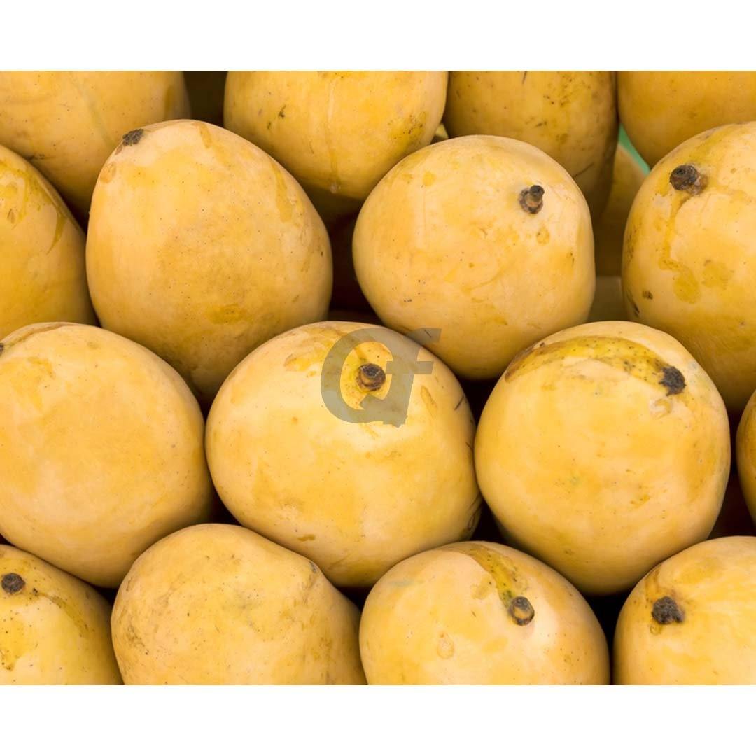 Mango Pakistani Medium | Pakistani Mangoes Uk